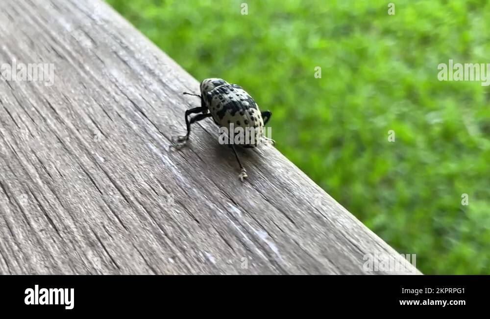 Beautiful weevil Stock Videos & Footage - HD and 4K Video Clips - Alamy