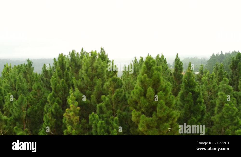Pine level Stock Videos & Footage - HD and 4K Video Clips - Alamy