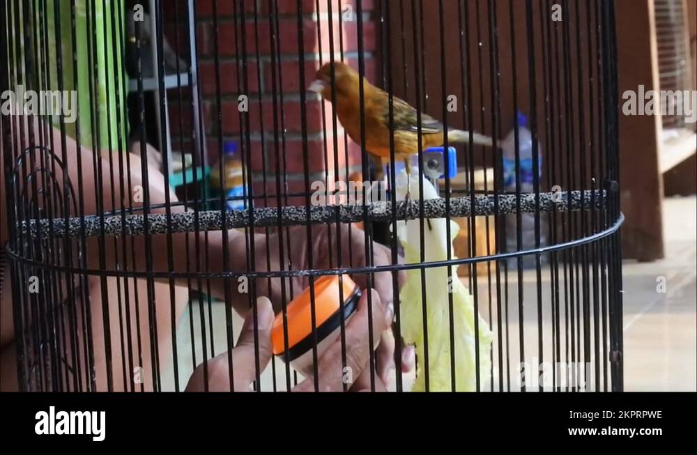 Feeding pet birds Stock Videos & Footage - HD and 4K Video Clips - Alamy