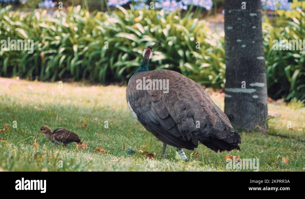 Peachick peahen peacock Stock Videos & Footage - HD and 4K Video Clips ...