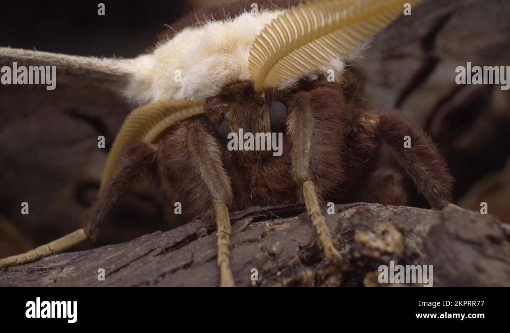 Emperor moth antennae Stock Videos & Footage - HD and 4K Video Clips ...