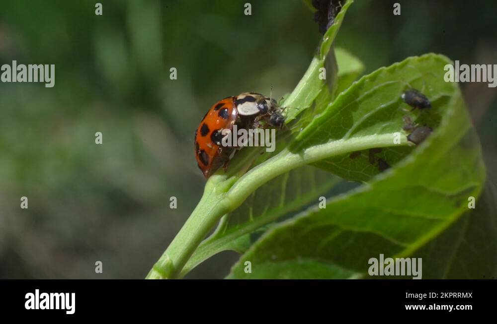 Harlequin ladybird (Harmonia axyridis) adult eating aphid. Invasive ...