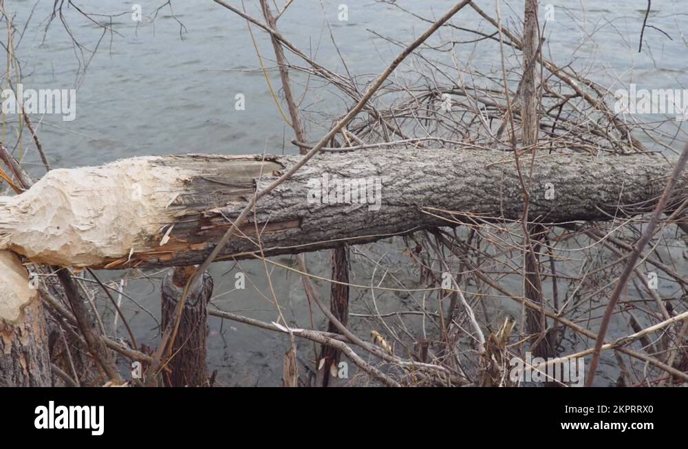 Beaver cutting trees Stock Videos & Footage - HD and 4K Video Clips - Alamy