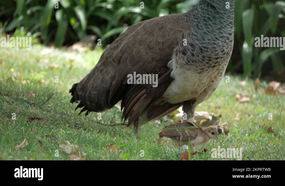 Domesticated female Stock Videos & Footage - HD and 4K Video Clips - Alamy