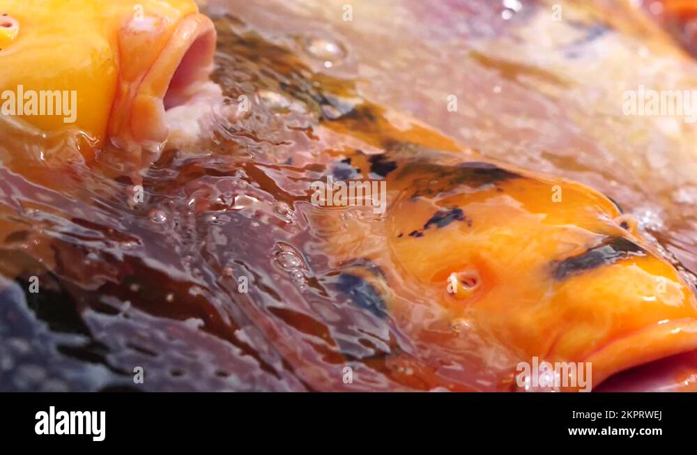 Carp orange fish Stock Videos & Footage - HD and 4K Video Clips - Alamy