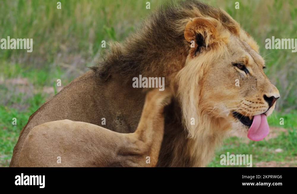 Itchy head Stock Videos & Footage - HD and 4K Video Clips - Alamy