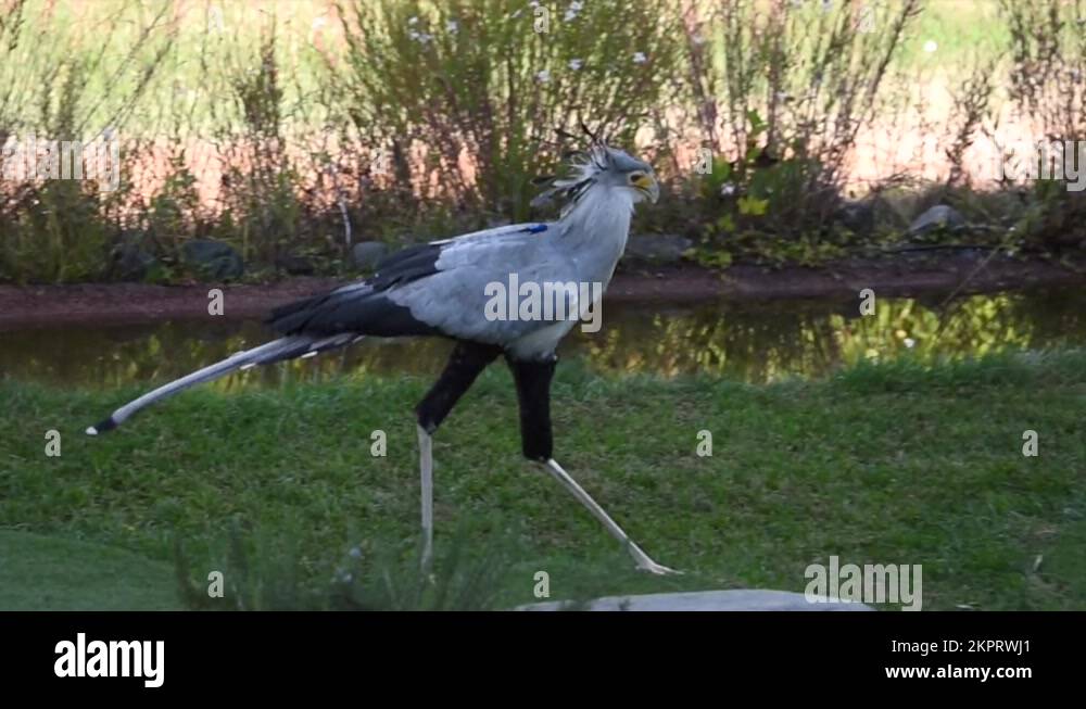 Exotic seed Stock Videos & Footage - HD and 4K Video Clips - Alamy