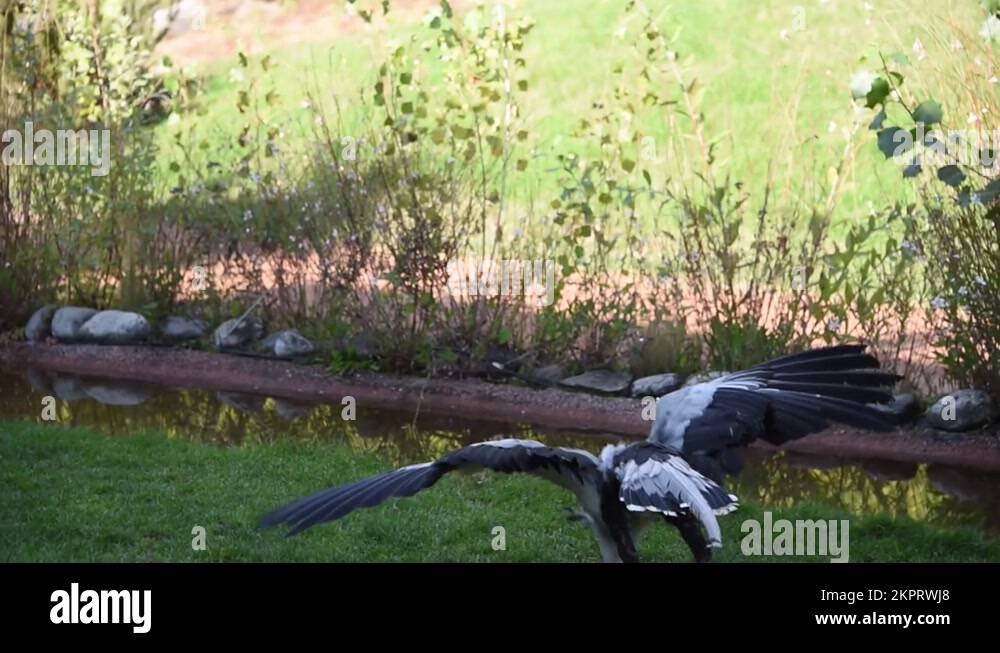 Raptor legs nature wildlife Stock Videos & Footage - HD and 4K Video ...