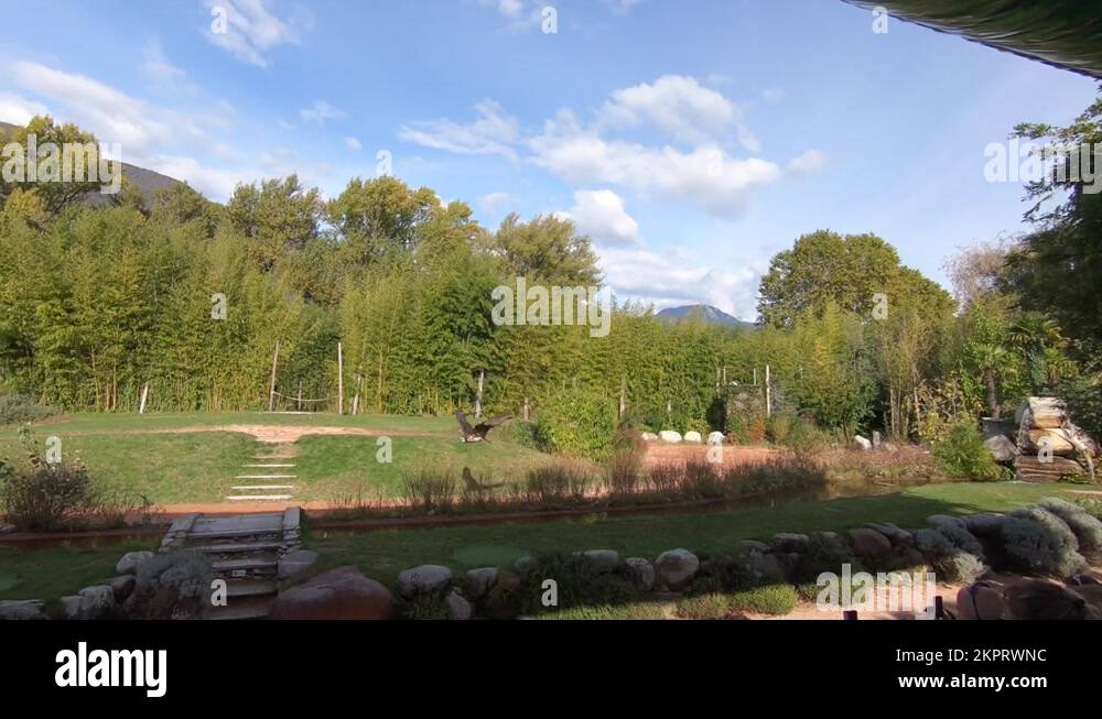 Conservation nature zoo raptor Stock Videos & Footage - HD and 4K Video ...