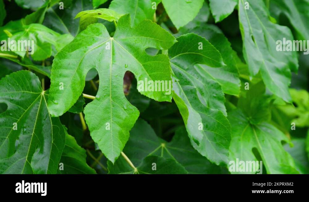 Beautiful lime green background, Sun shining on fresh wet leave surface ...