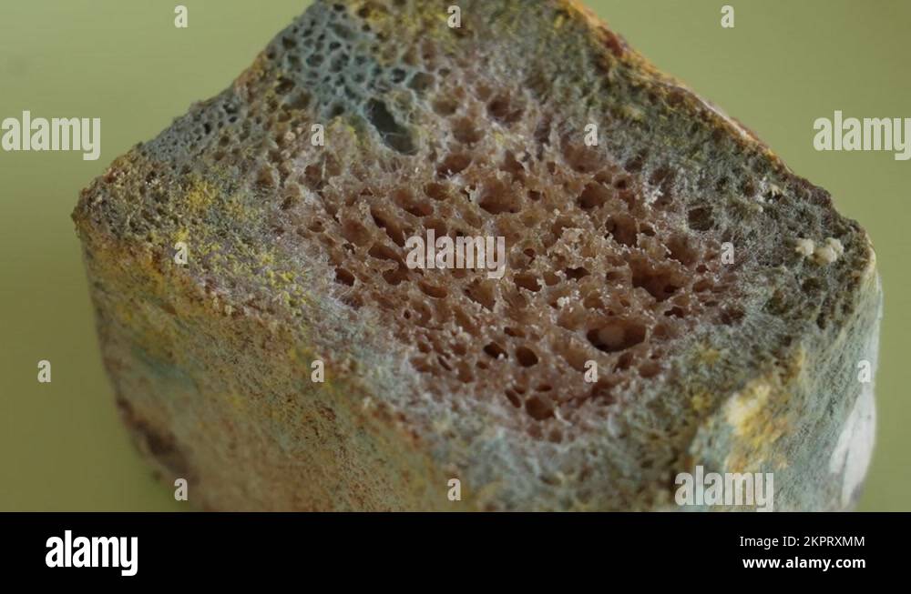Mouldy brown bread Stock Videos & Footage - HD and 4K Video Clips - Alamy