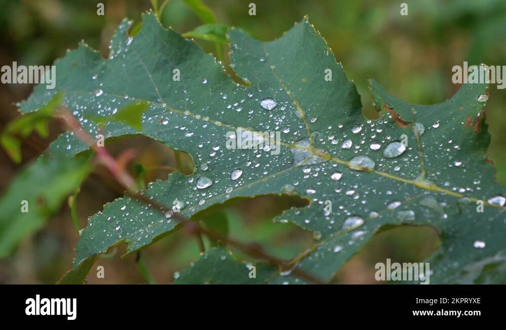 Dew drop on forest Stock Videos & Footage - HD and 4K Video Clips - Alamy