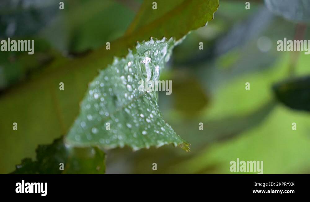Water droplets falling on leaf Stock Videos & Footage - HD and 4K Video ...