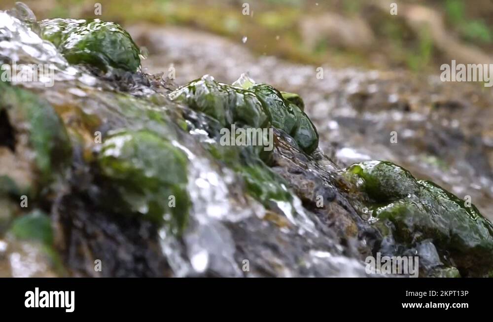 Microscopic aquatic algae and plankton Stock Videos & Footage - HD and ...