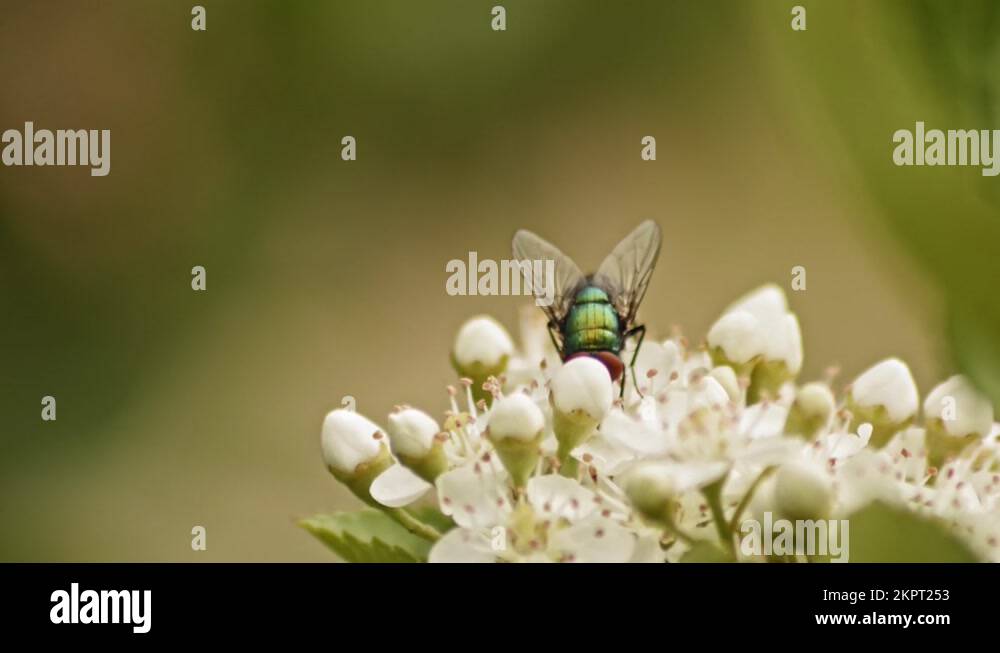 Insect sipping nectar Stock Videos & Footage - HD and 4K Video Clips ...