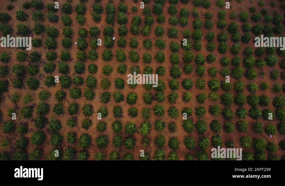 Coffee tree plantation Stock Videos & Footage - HD and 4K Video Clips ...