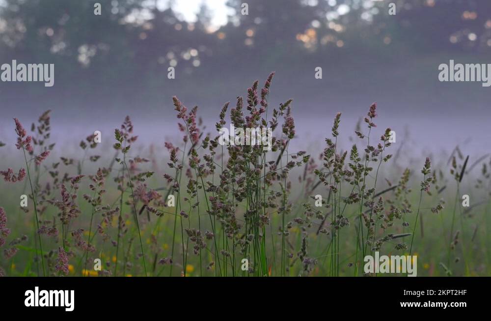 Field mist Stock Videos & Footage - HD and 4K Video Clips - Alamy
