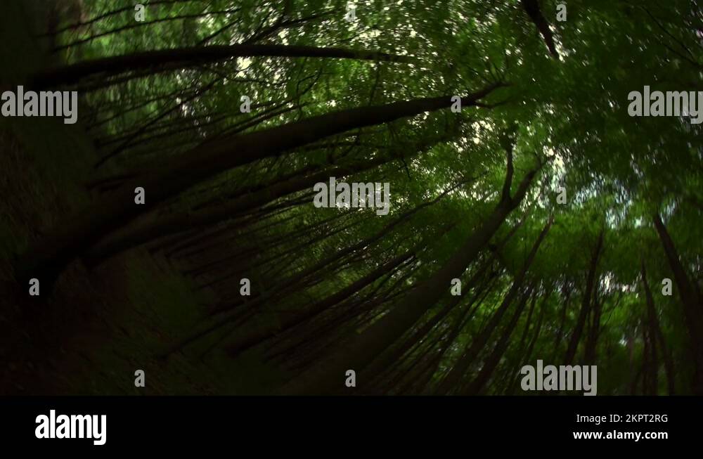 Spinningforest Stock Videos & Footage - HD and 4K Video Clips - Alamy