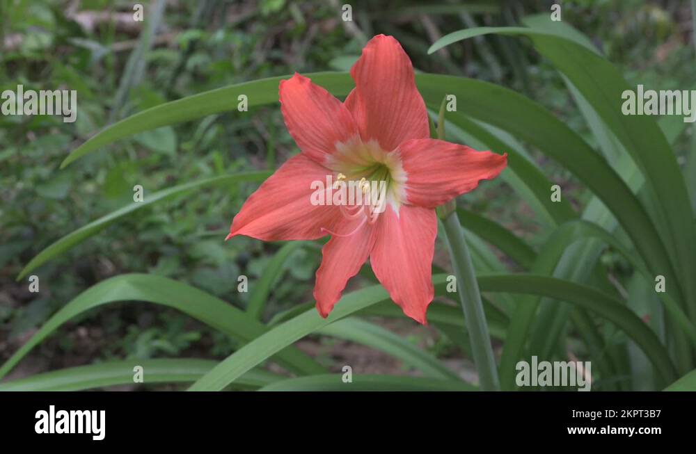 Funnel flower Stock Videos & Footage - HD and 4K Video Clips - Alamy