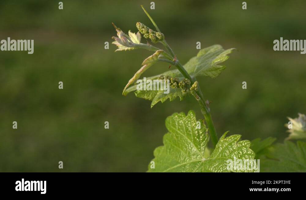 Bloom grape Stock Videos & Footage - HD and 4K Video Clips - Alamy