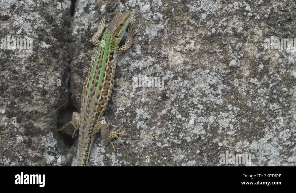 Italian ruin lizard (Podarcis siculus) lying still in the sun on a ...