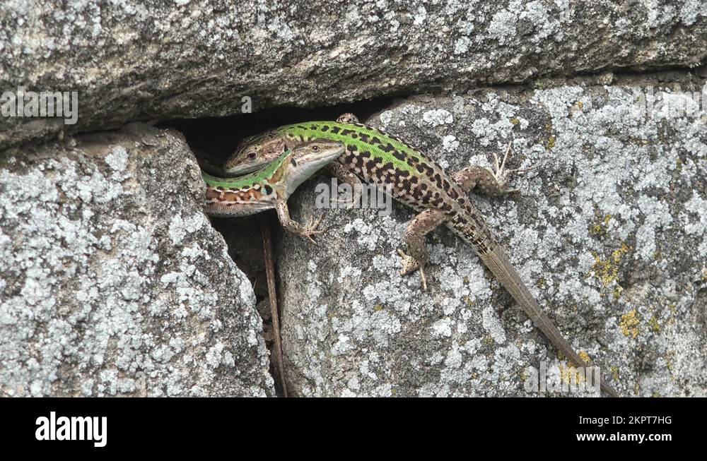 Female leaving her hide Stock Videos & Footage - HD and 4K Video Clips ...