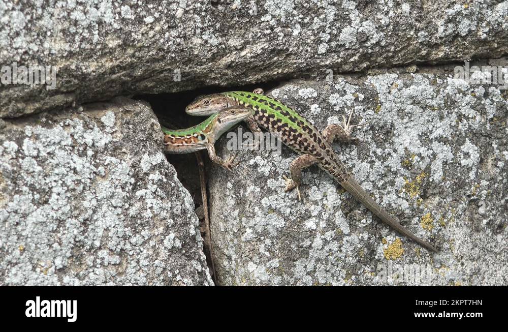 Stone at den Stock Videos & Footage - HD and 4K Video Clips - Alamy