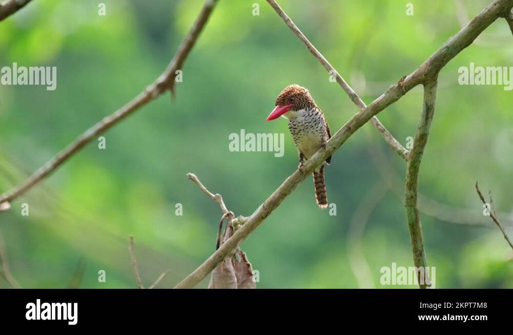 Looking to left and forward as it moves its crown and then flap its ...