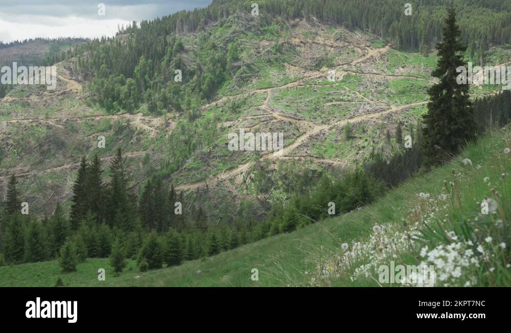 Mountain deforestation Stock Videos & Footage - HD and 4K Video Clips ...