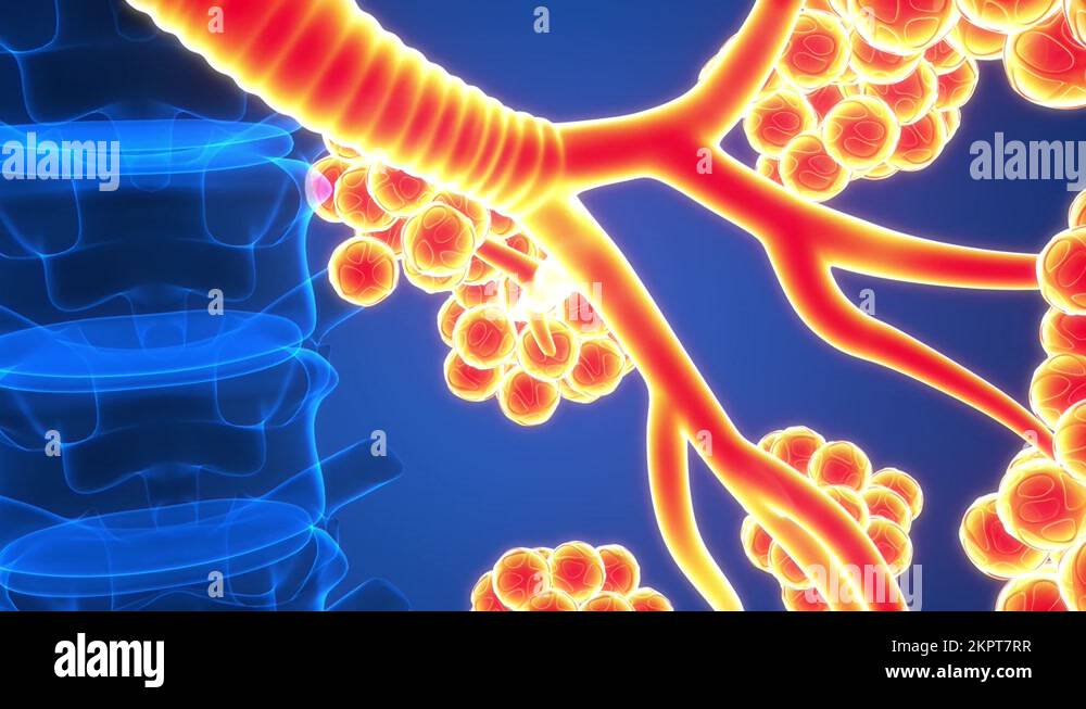 Human Respiratory System Lungs with Alveoli Anatomy Animation Concept ...