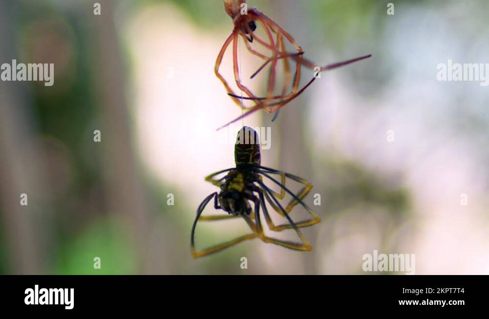 Queensland Spiders Stock Videos & Footage - Hd And 4k Video Clips - Alamy