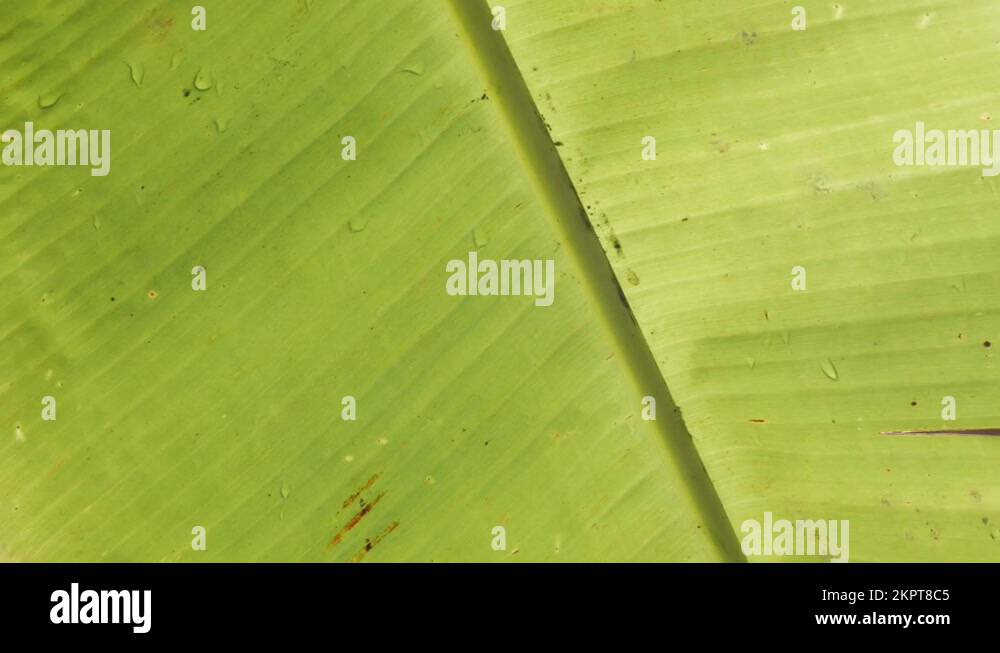 Banana tree texture Stock Videos & Footage - HD and 4K Video Clips - Alamy