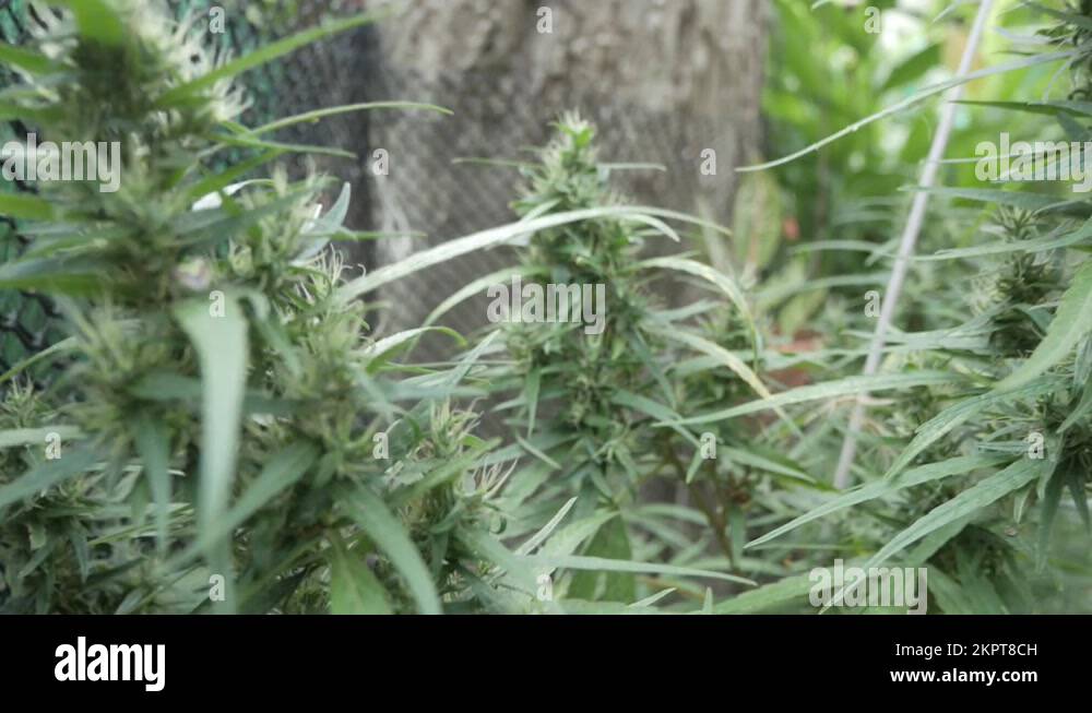 Female plant of marijuana Stock Videos & Footage - HD and 4K Video ...