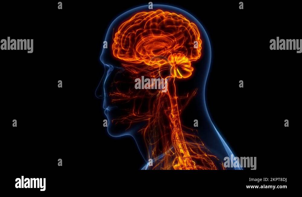 Central Organ of Human Nervous System Brain Anatomy Animation Concept ...