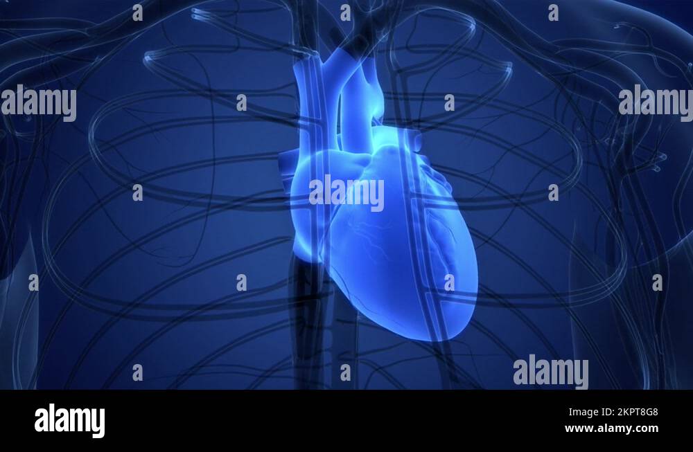 Human Circulatory System Heart Beat Anatomy Animation Concept Stock ...