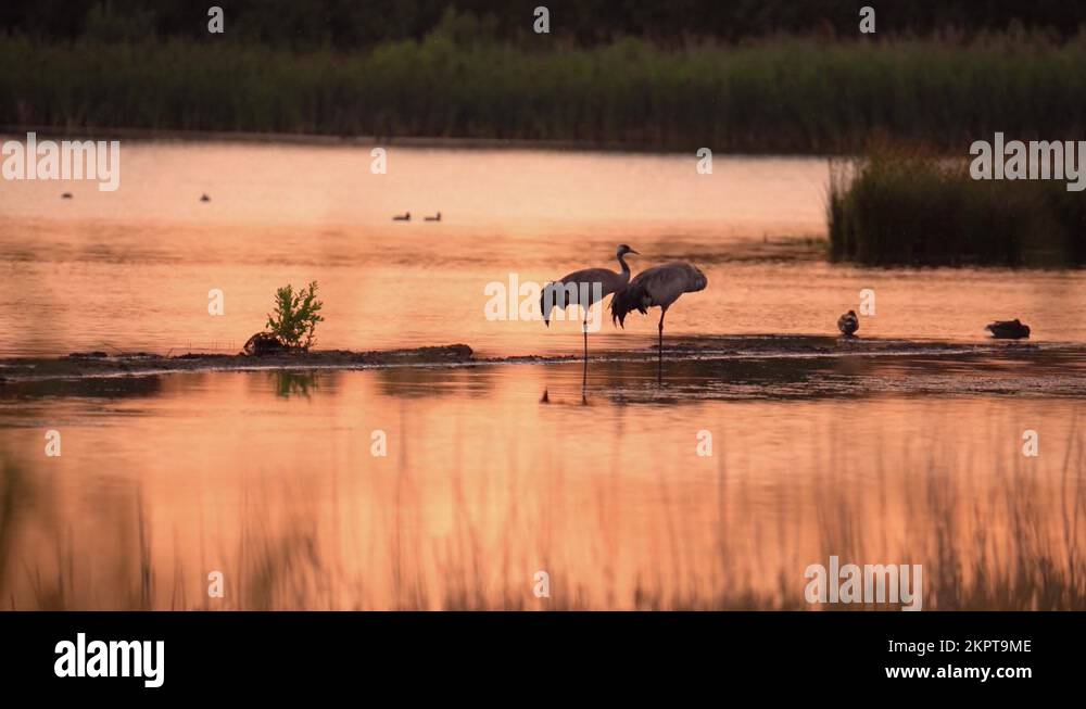 Crane standing in water Stock Videos & Footage - HD and 4K Video Clips ...