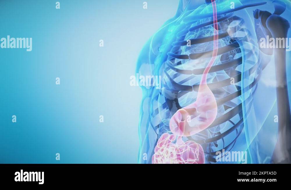 Human Digestive System Anatomy of Transparent Body Rotation. Gut ...