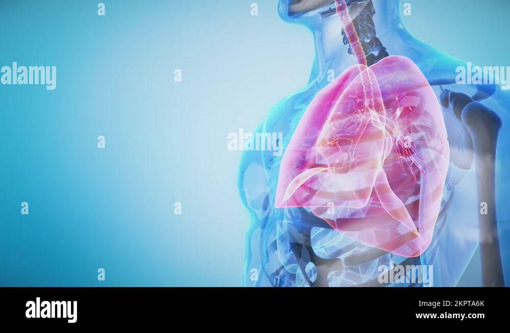 Human Respiratory System Anatomy of Transparent Body Rotating. Lungs ...