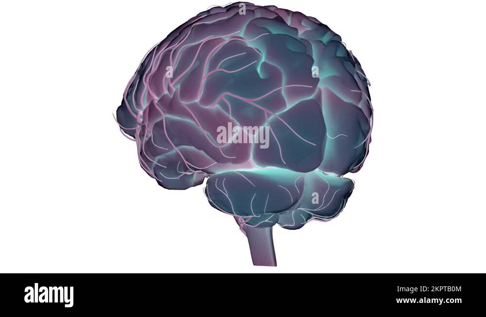 Central Organ of Human Nervous System Brain Anatomy Animation Concept ...