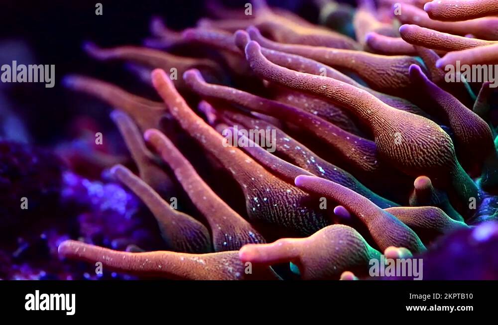 Red fire coral Stock Videos & Footage - HD and 4K Video Clips - Alamy