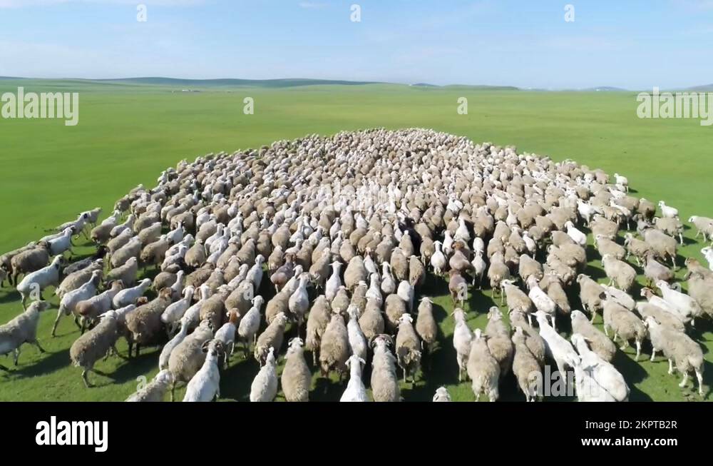 Flocks sheep Stock Videos & Footage - HD and 4K Video Clips - Alamy