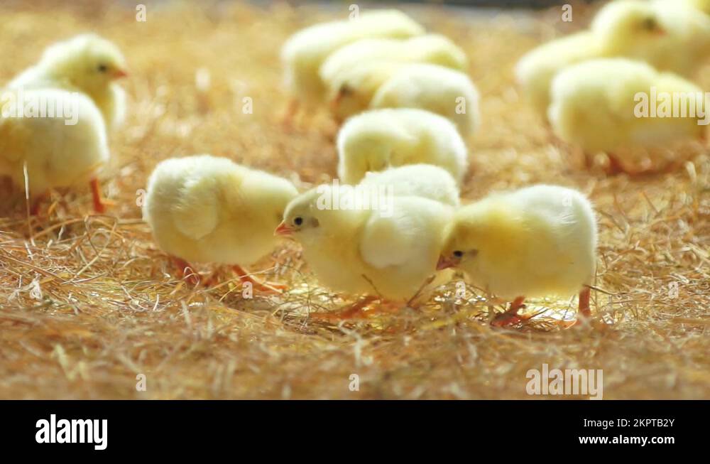 White chicks Stock Videos & Footage - HD and 4K Video Clips - Alamy