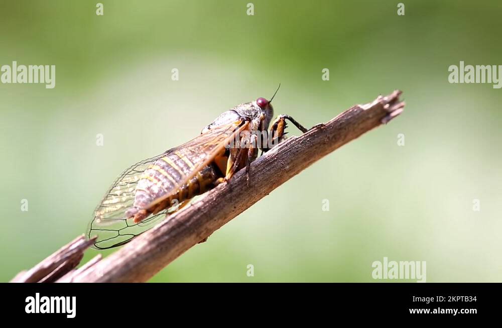 Cicada anatomy Stock Videos & Footage - HD and 4K Video Clips - Alamy