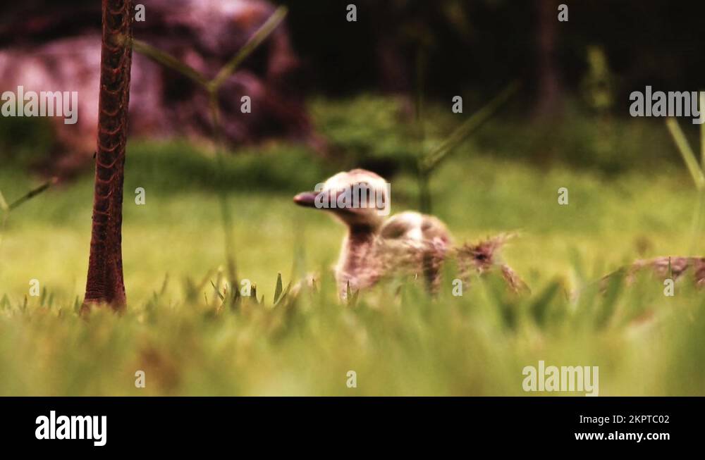 Baby emu Stock Videos & Footage - HD and 4K Video Clips - Alamy