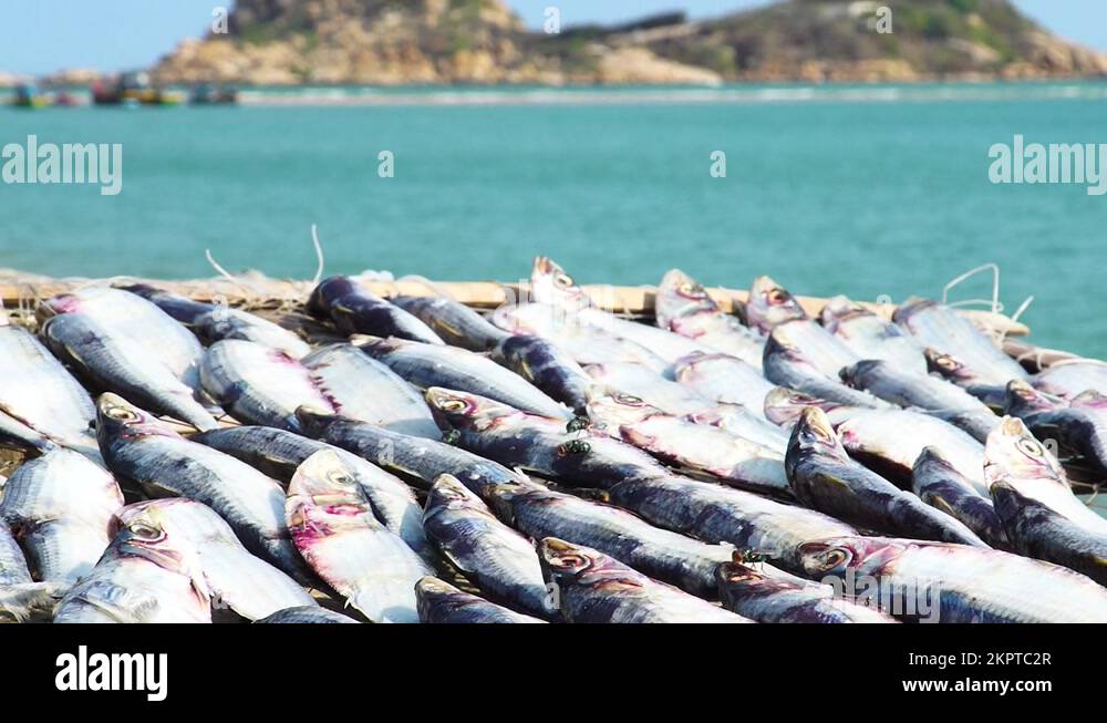 Lying insects Stock Videos & Footage - HD and 4K Video Clips - Alamy