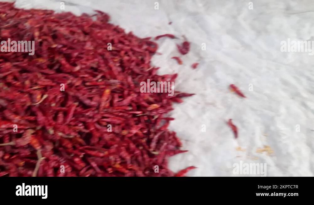 Chilli varieties Stock Videos & Footage - HD and 4K Video Clips - Alamy