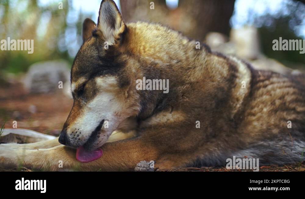 Dog with blur background Stock Videos & Footage - HD and 4K Video Clips ...