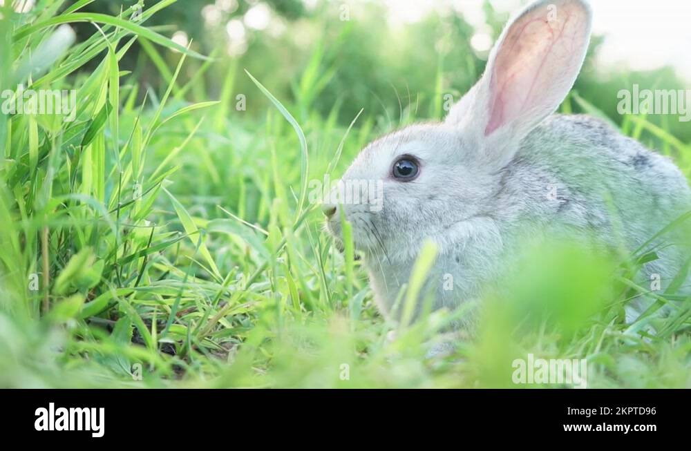 Cute fluffy light gray domestic rabbit with big mustaches ears eats ...