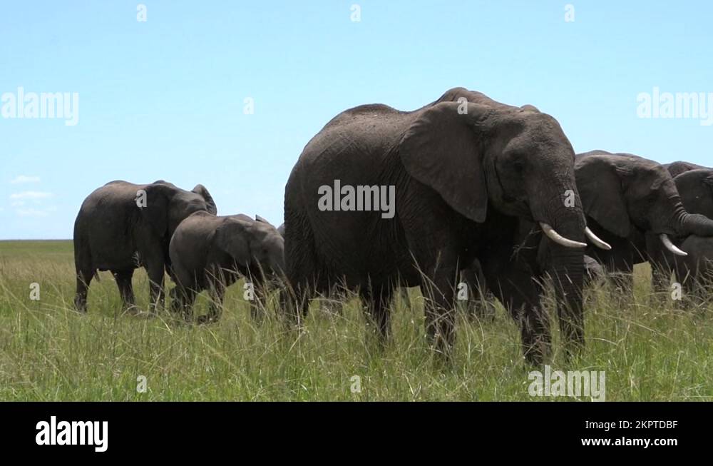 Many elephants Stock Videos & Footage - HD and 4K Video Clips - Alamy