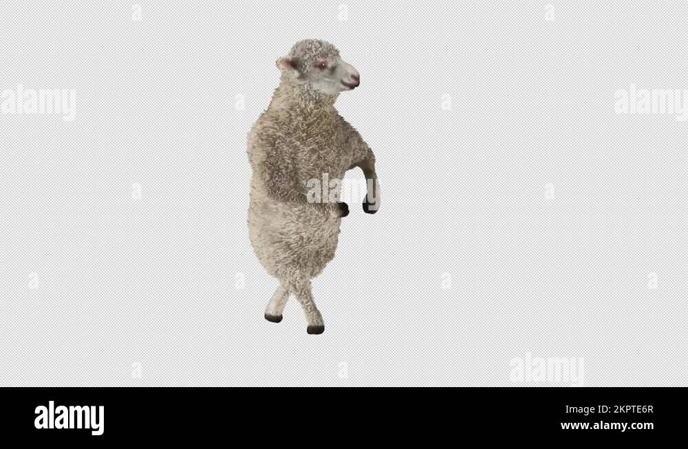 Dancing lamb Stock Videos & Footage - HD and 4K Video Clips - Alamy